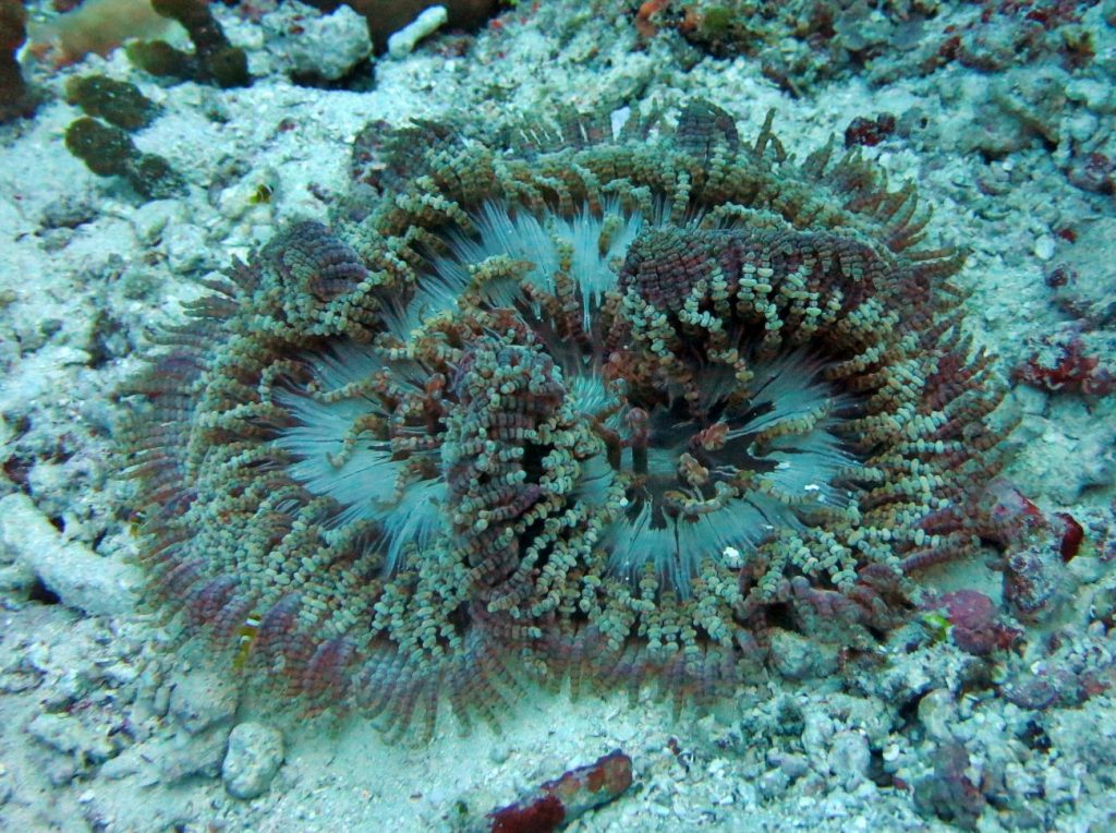 Actiniaria | Características y hábitat de las anémonas de mar
