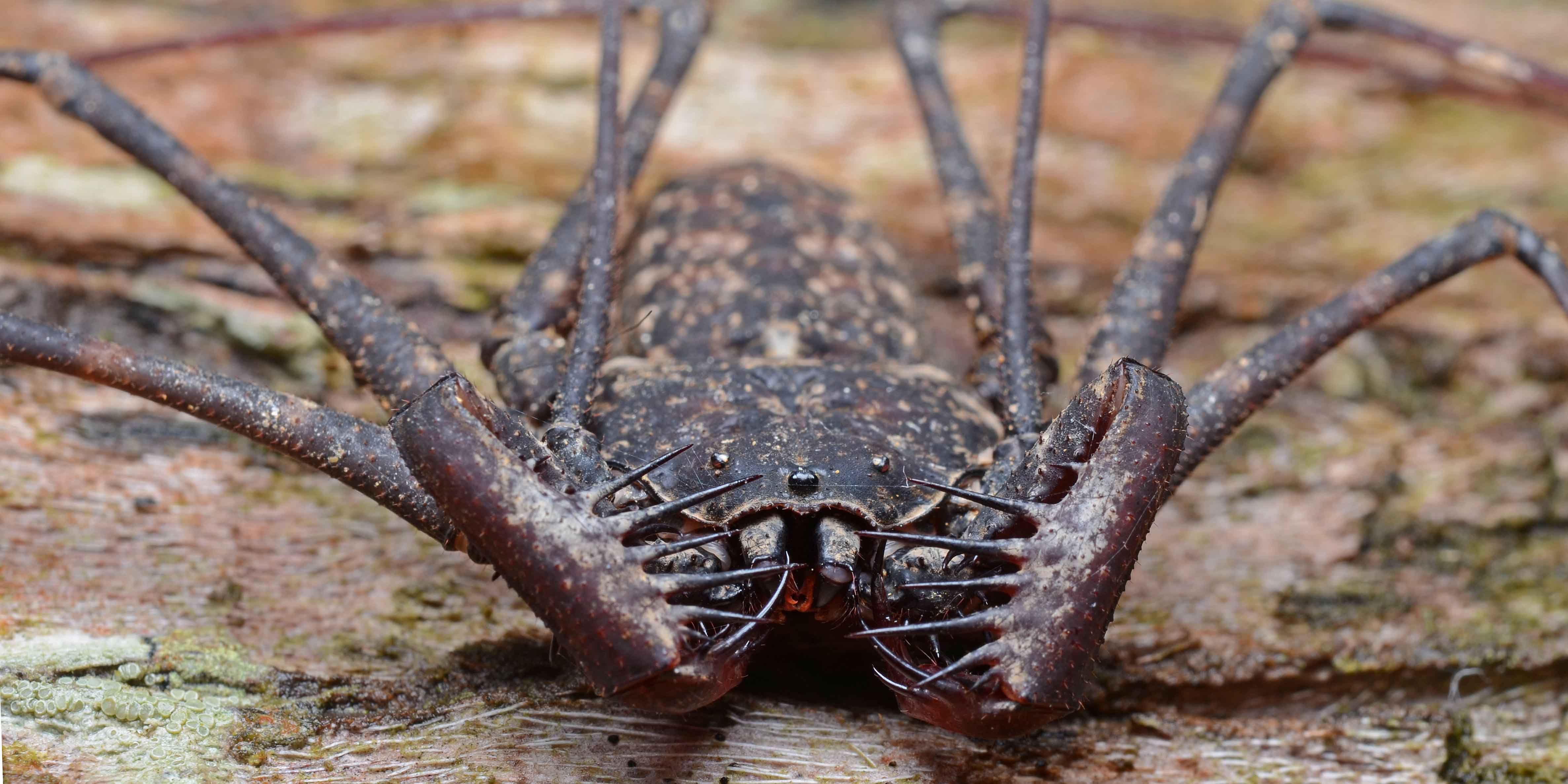 Amblypygi | Características, alimentación y hábitat de los amblipigios