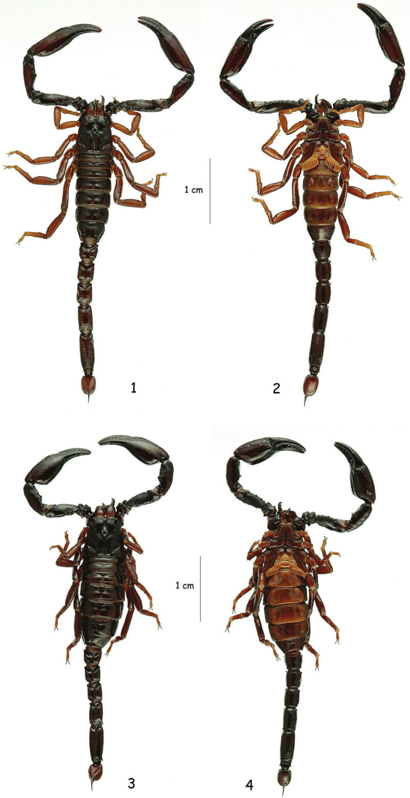 Escorpiones | Características, clasificación y hábitat del orden scorpiones