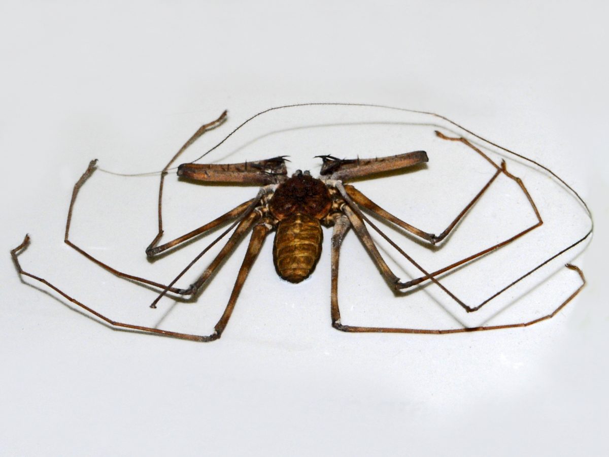 Amblypygi | Características, alimentación y hábitat de los amblipigios