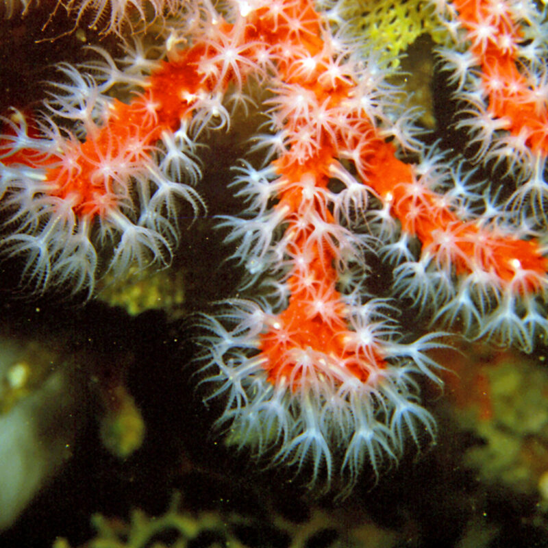 Octocorallia | Características, especies y hábitat de los octocorales