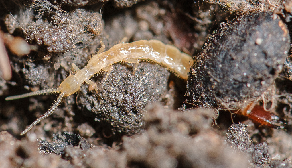 Entognatha | Características, clasificación y ejemplos