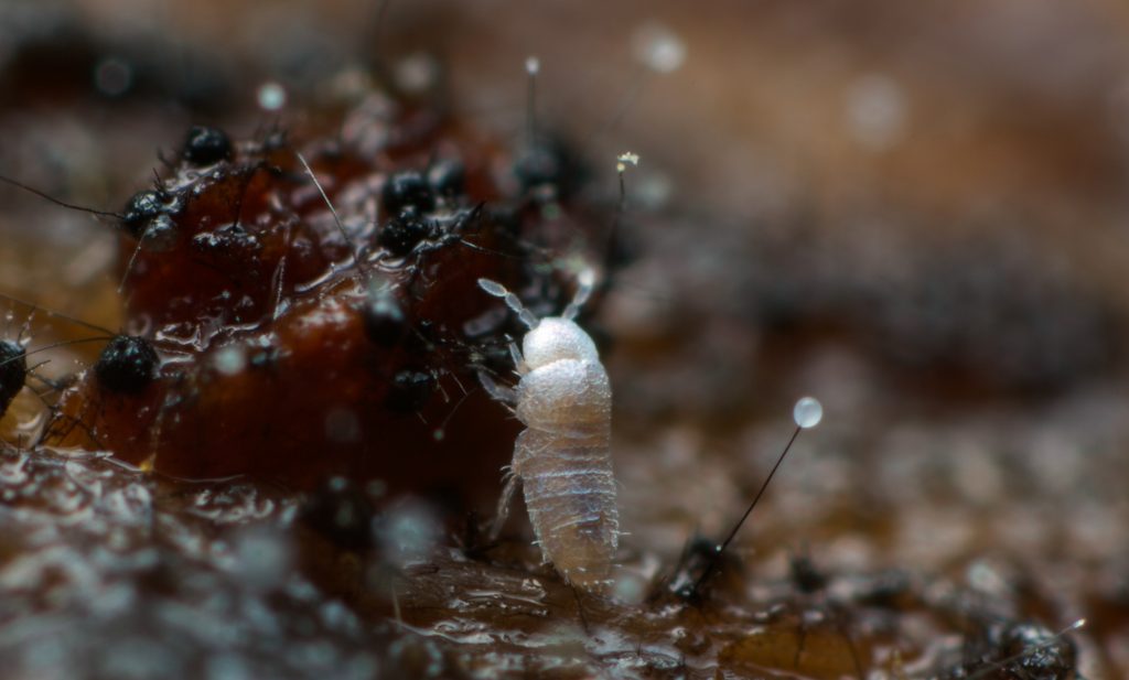 Entognatha | Características, clasificación y ejemplos