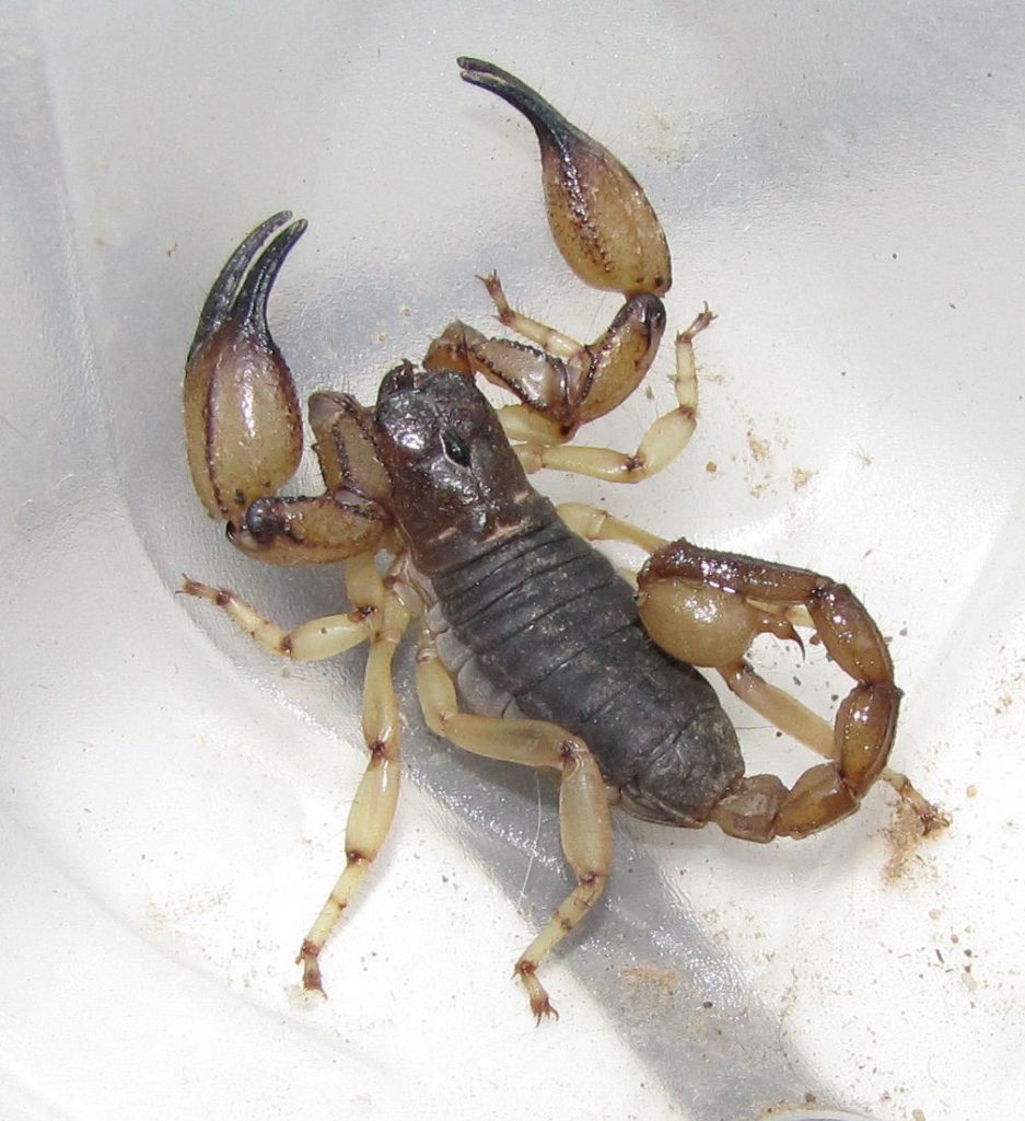 Escorpiones | Características, clasificación y hábitat del orden scorpiones