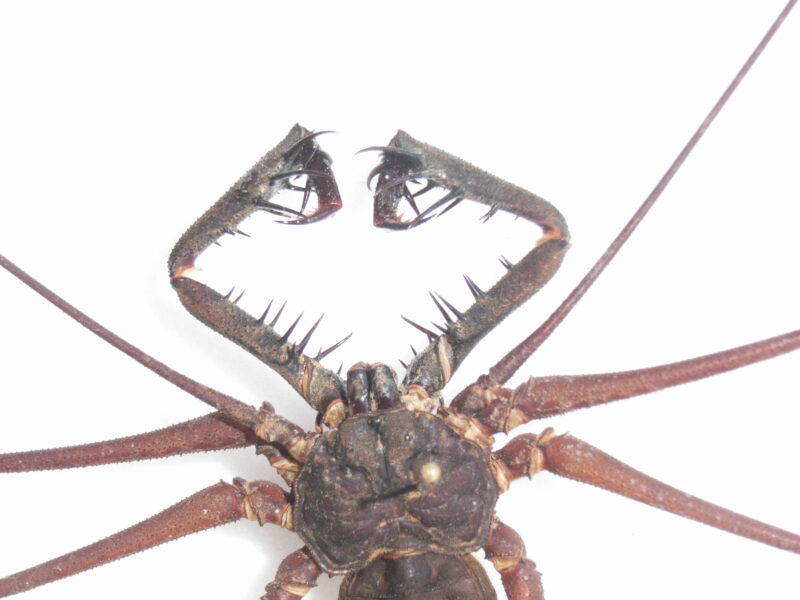 Amblypygi | Características, alimentación y hábitat de los amblipigios