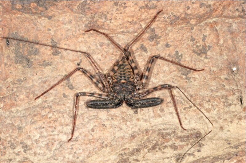 Amblypygi | Características, alimentación y hábitat de los amblipigios