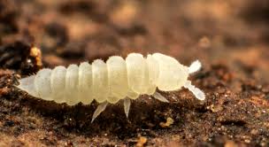 Symphyla | Características, especies y ejemplos de los sínfilos