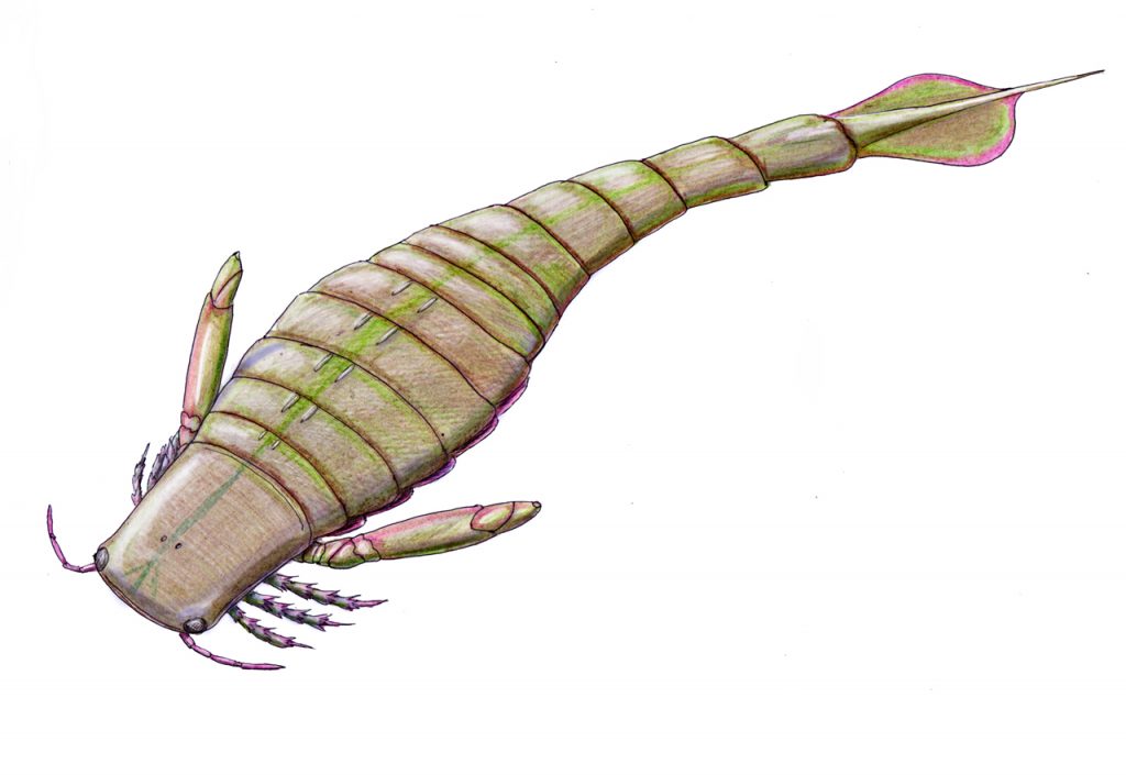 Eurypterida | Características y morfología de los escorpiones marinos