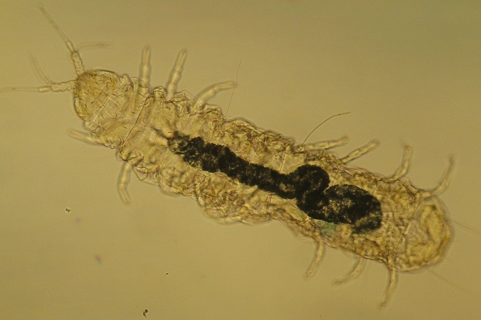 Pauropoda | Características, taxonomía y ejemplos