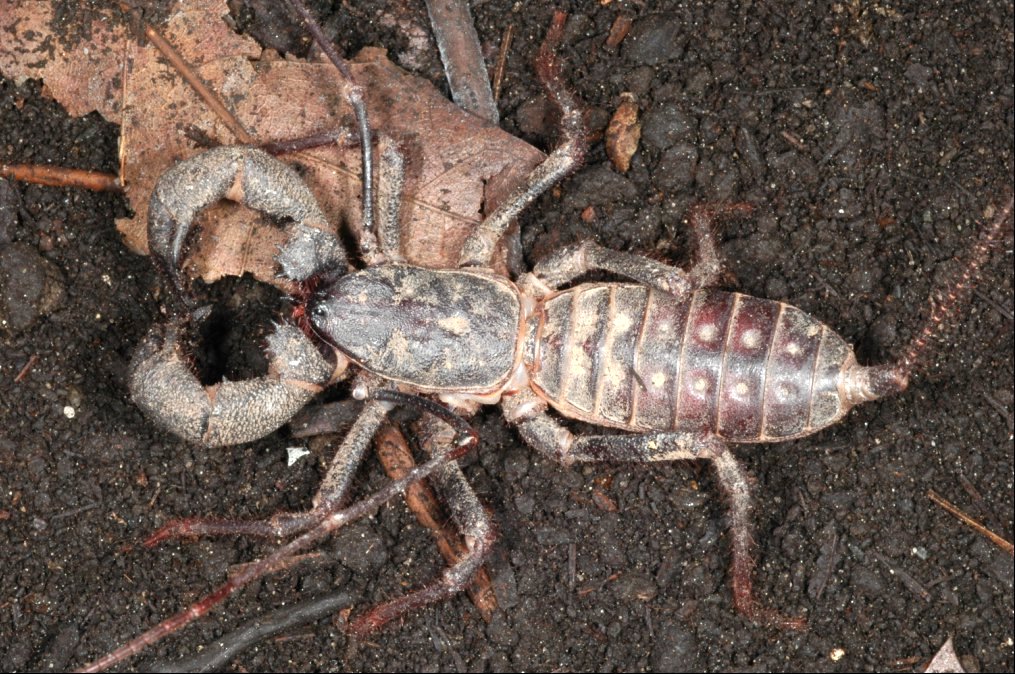 Uropygi | Características, reproducción y alimentación de los vinagrillos