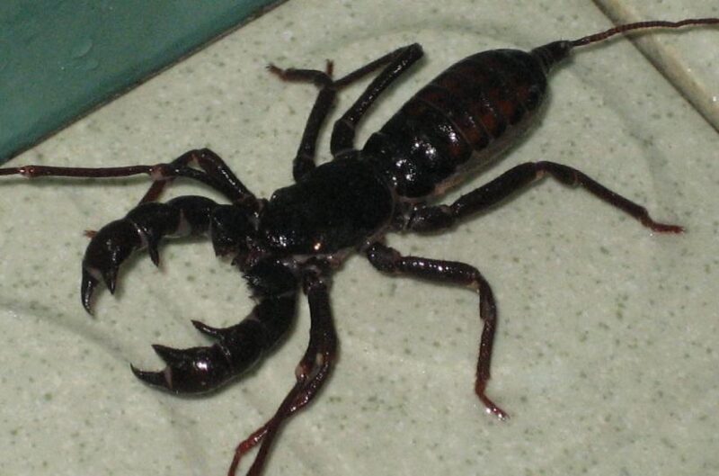 Uropygi | Características, reproducción y alimentación de los vinagrillos