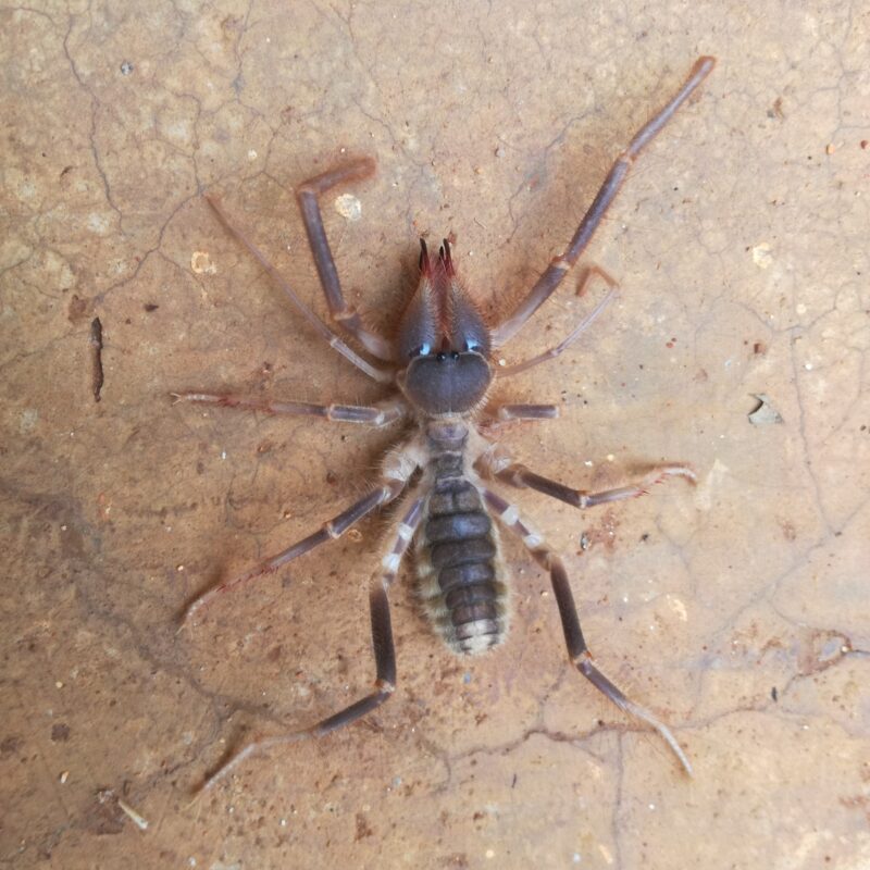 Solífugos | Características, hábitat y veneno del orden solifugae