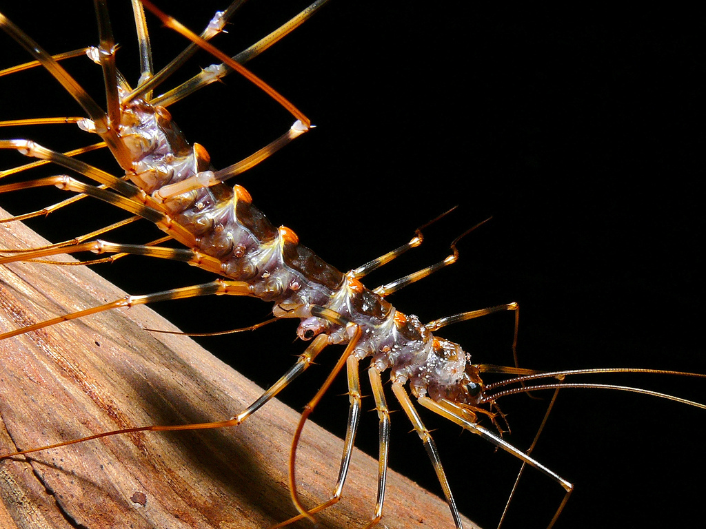Scutigeromorpha | Características, veneno y especies
