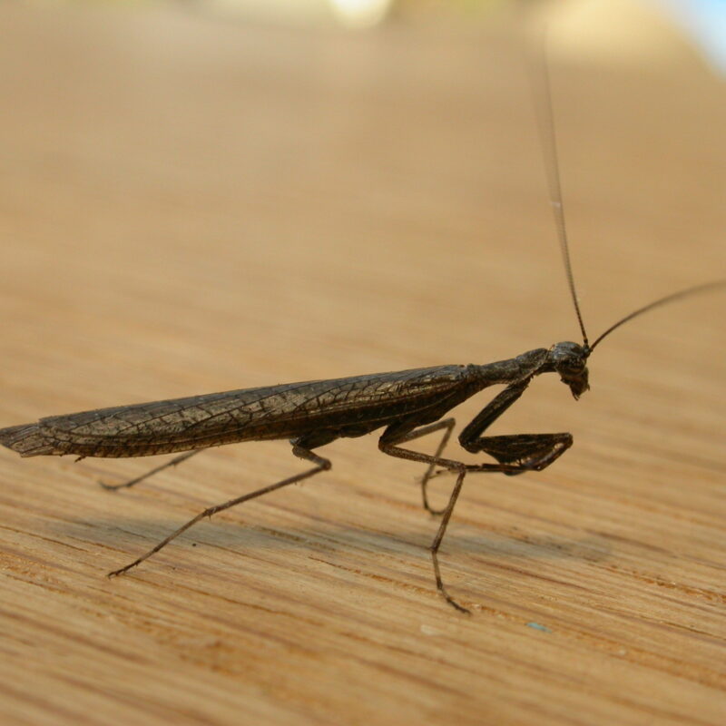 Mantodea | Características, metamorfosis y taxonomía de las mantis