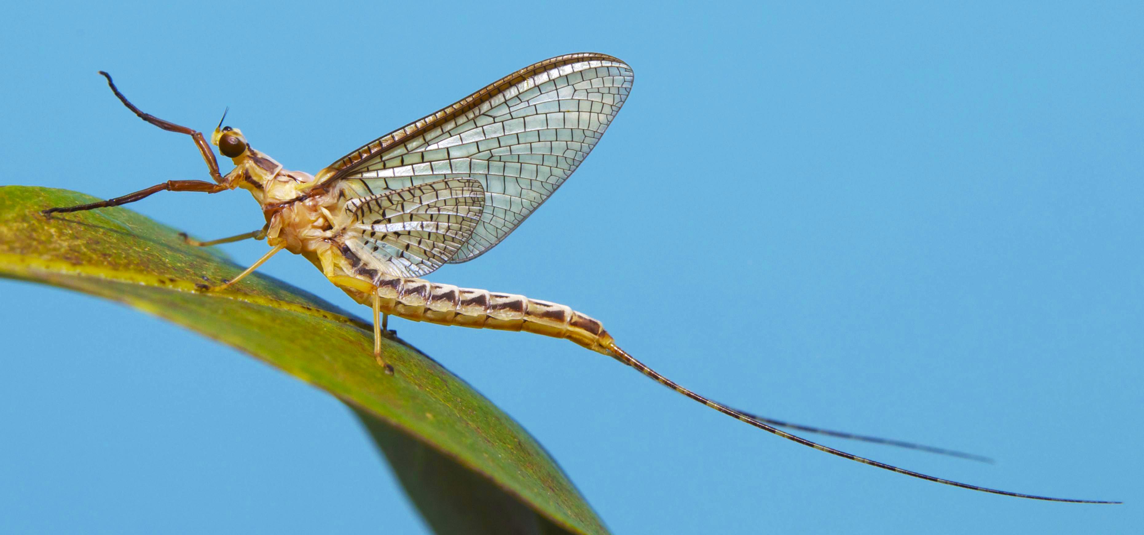 Ephemeroptera | Características y clasificación de las efímeras