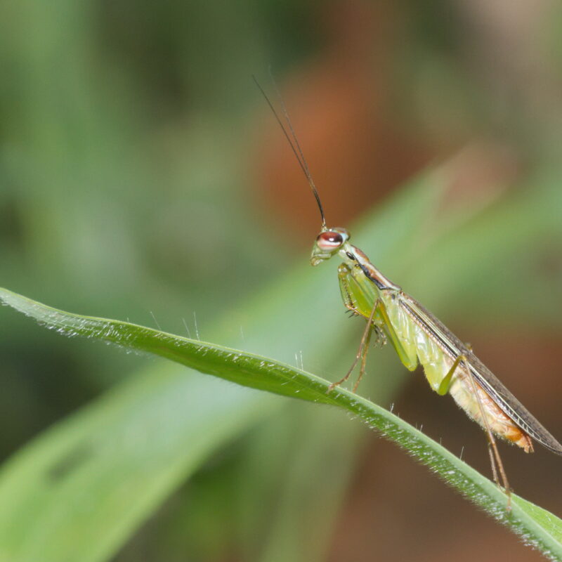 Mantodea | Características, metamorfosis y taxonomía de las mantis