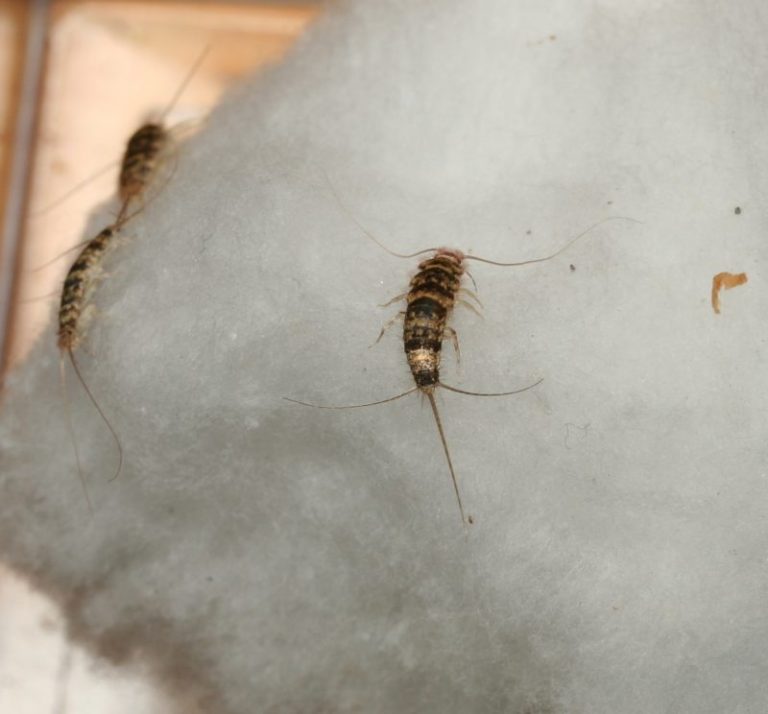 Zygentoma | Características y hábitat de los pececillos de plata