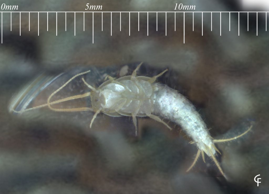 Zygentoma | Características y hábitat de los pececillos de plata