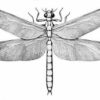 Odonata | Características y clasificación de los odonatos
