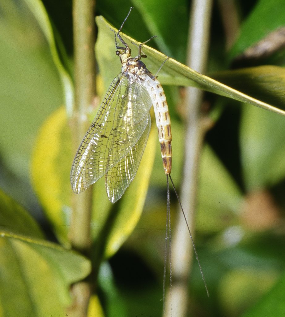 Ephemeroptera | Características y clasificación de las efímeras