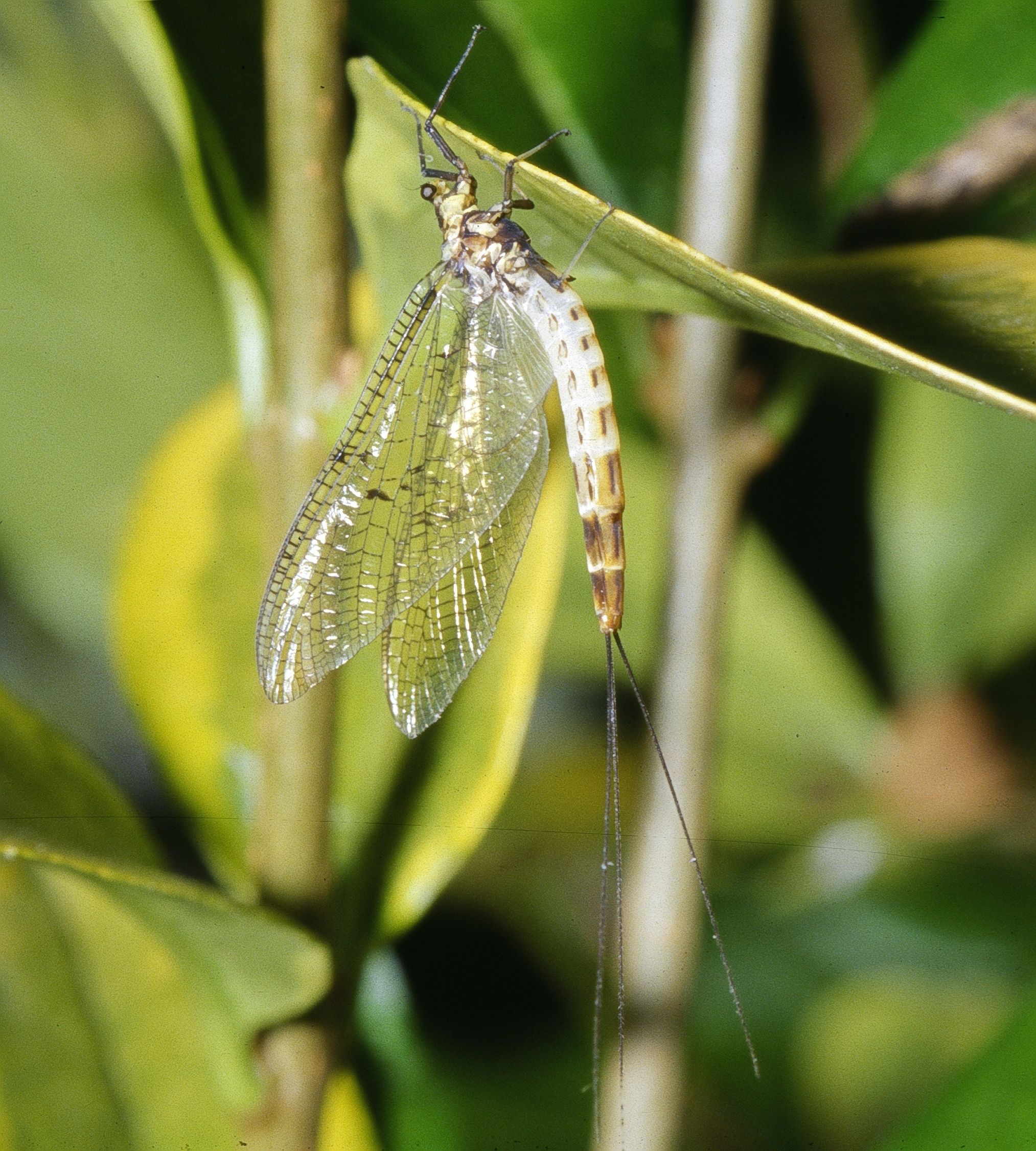 Ephemeroptera | Características y clasificación de las efímeras