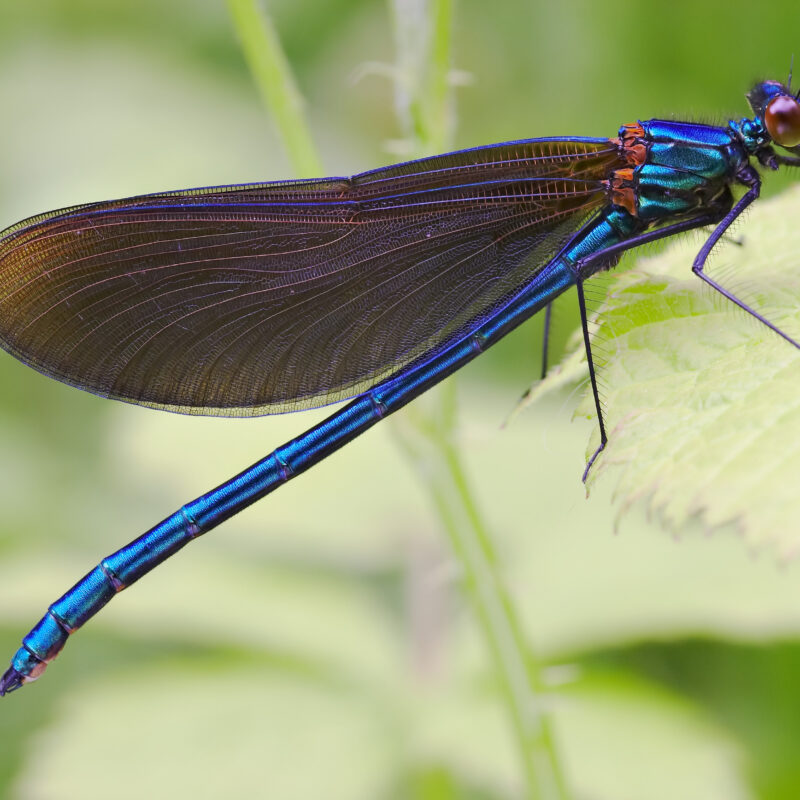 Odonata | Características y clasificación de los odonatos