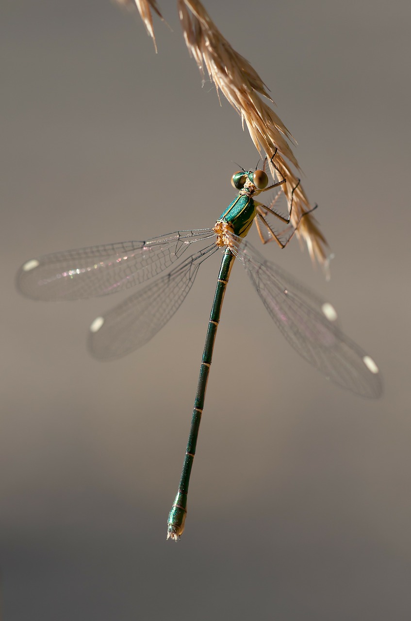 Odonata | Características y clasificación de los odonatos