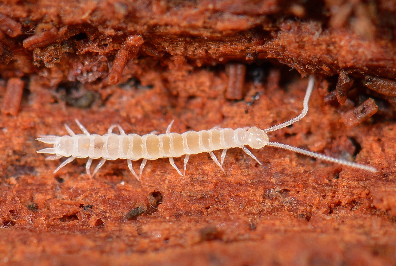 Scutigerellidae | Características y clasificación