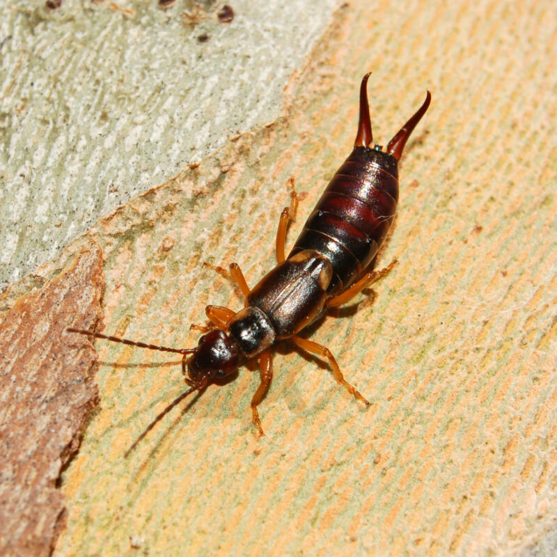 Dermaptera | Características, picadura y metamorfosis del las tijeretas