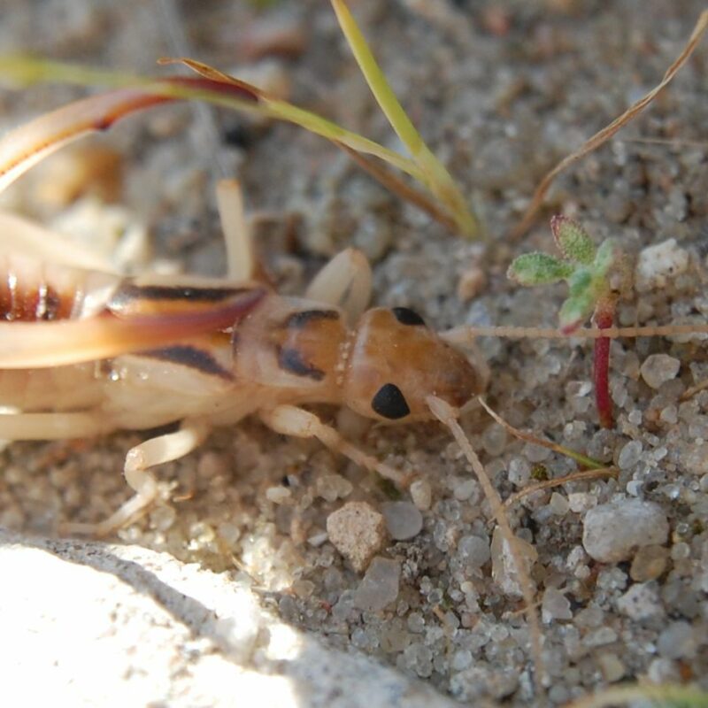 Dermaptera | Características, picadura y metamorfosis del las tijeretas