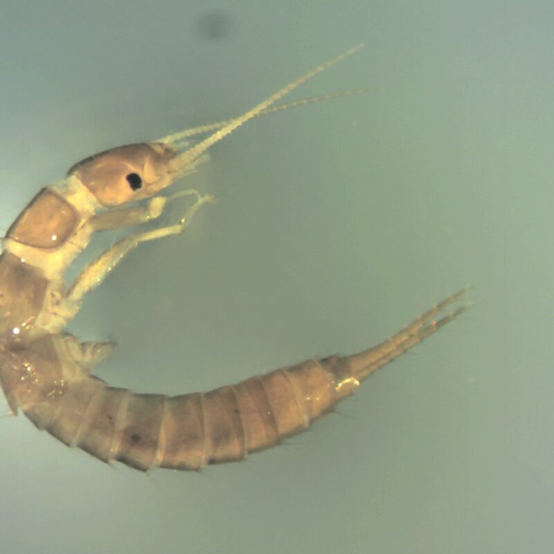 Plecoptera | Características y taxonomía de la mosca de las piedras