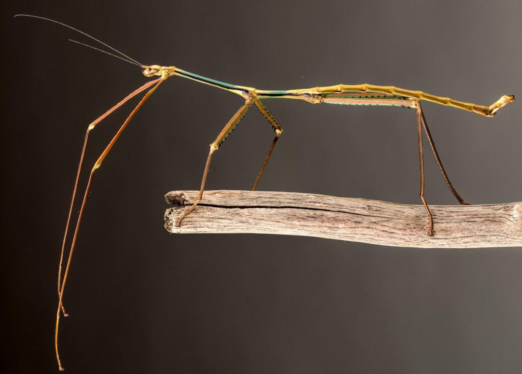 Phasmatodea | Morfología, taxonomía e importancia de los fásmidos