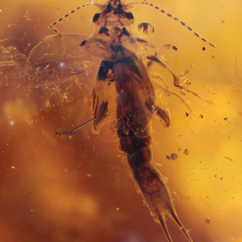 Dermaptera | Características, picadura y metamorfosis del las tijeretas