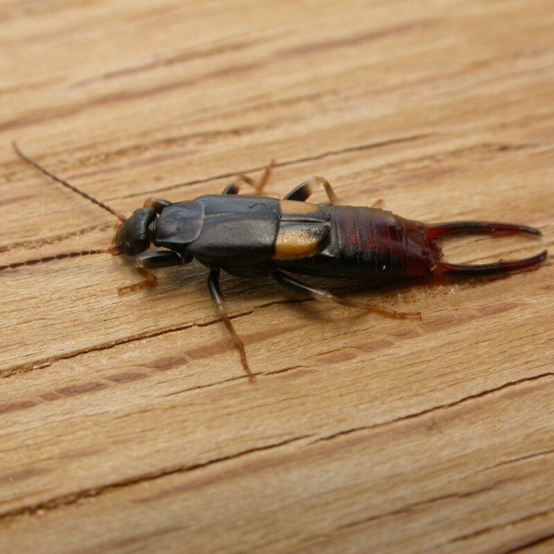 Dermaptera | Características, picadura y metamorfosis del las tijeretas