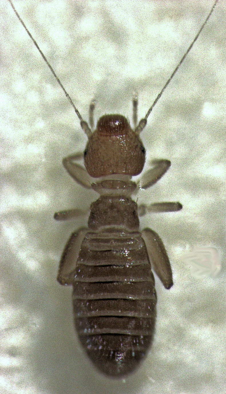 Psocoptera | Características y ciclo de vida de los piojos de los libros