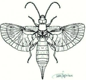 Dermaptera | Características y picadura de las tijeretas