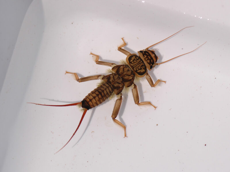 Insectos | Clasificación y características