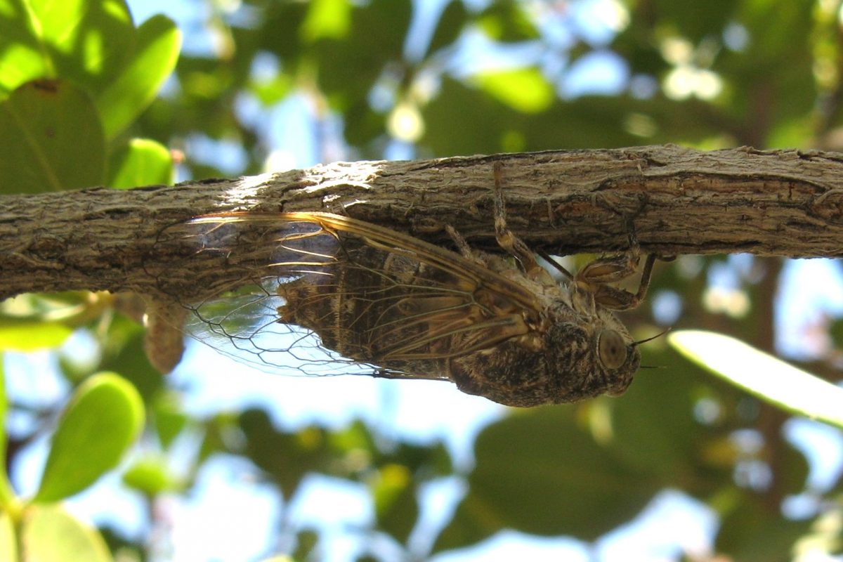 Hemiptera | Características, morfología y ejemplos de los hemípteros