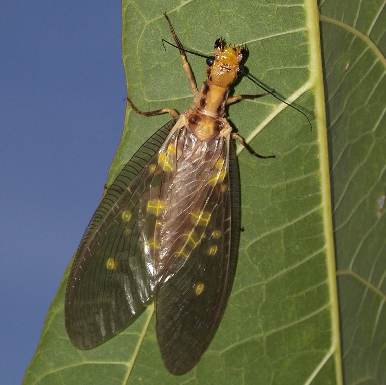 Megaloptera | Características, picadura y ejemplos