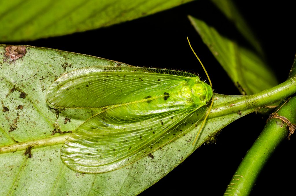 Neuroptera | Características y ejemplos