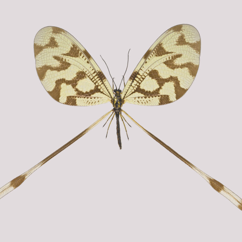 Neuroptera | Morfología, características, ciclo de vida y ejemplos