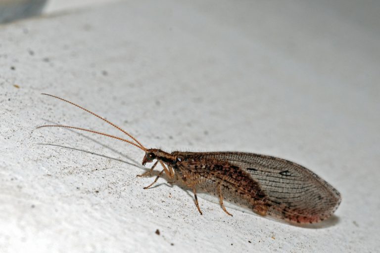 Neuroptera | Características y ejemplos