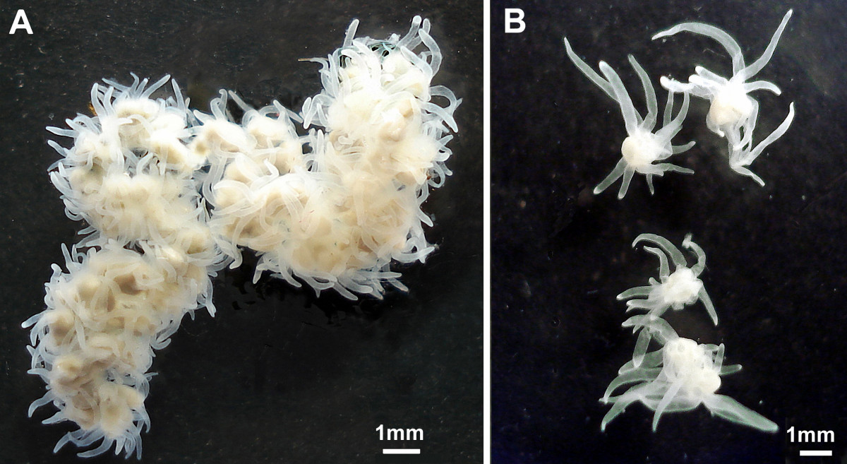 Polypodiozoa | Características y clasificación de la clase polypodiozoa
