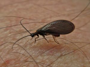 Neuroptera | Características y ejemplos
