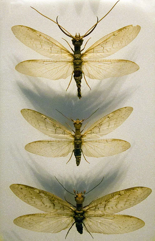 Megaloptera | Características, picadura y ejemplos