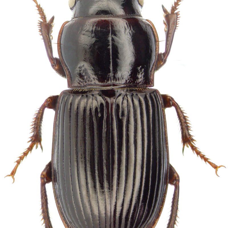 Coleoptera | Clasificación y características de los coleópteros