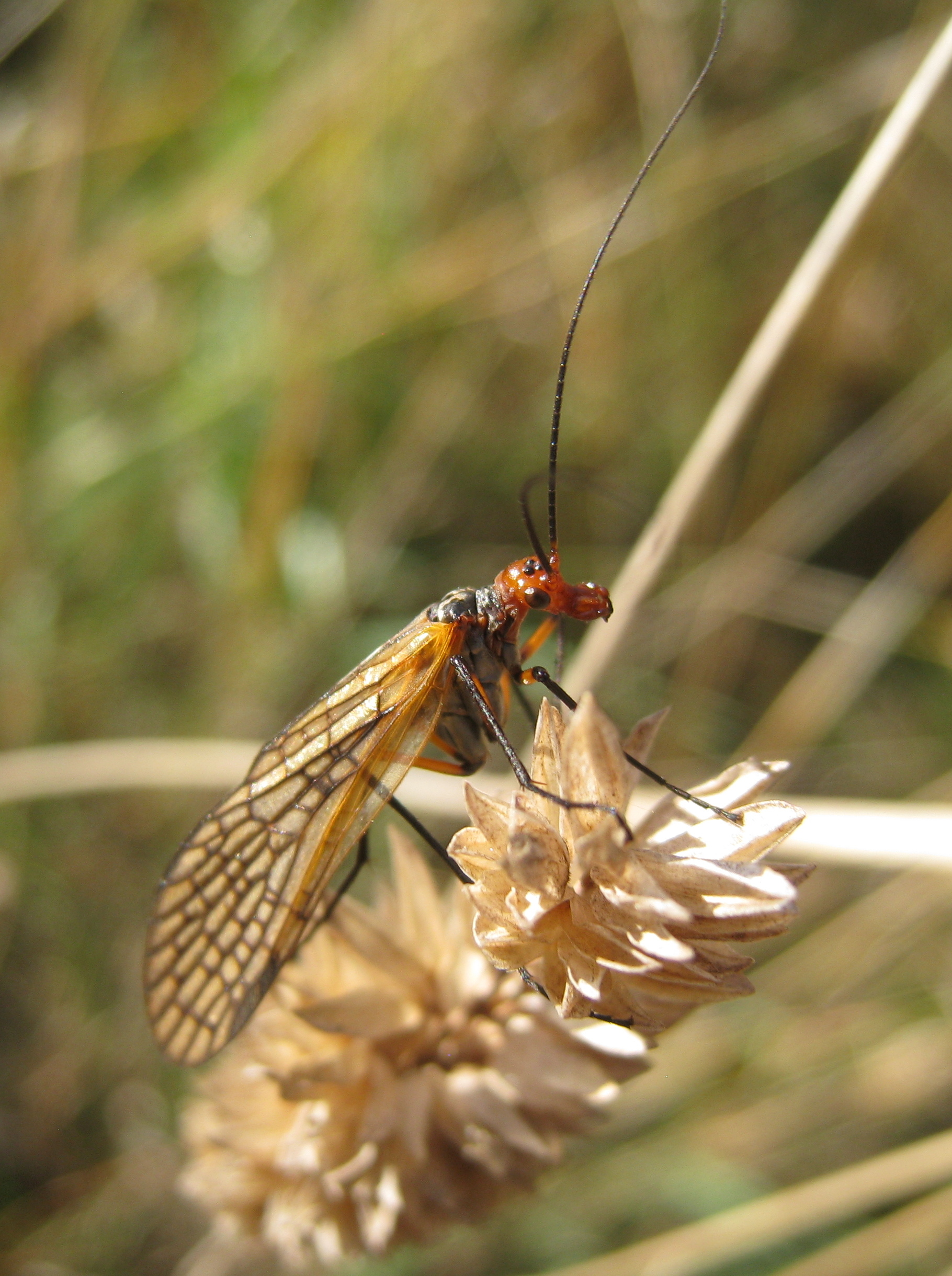 Mecoptera | Características e importancia de la mosca escorpión