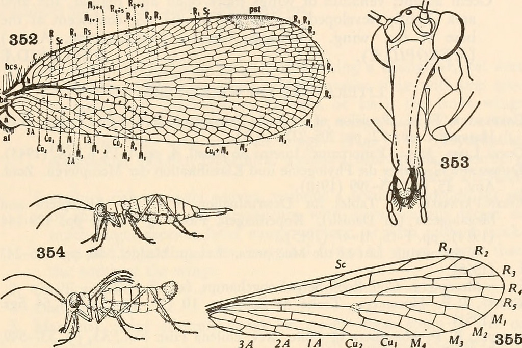 Mecoptera | Características e importancia de la mosca escorpión