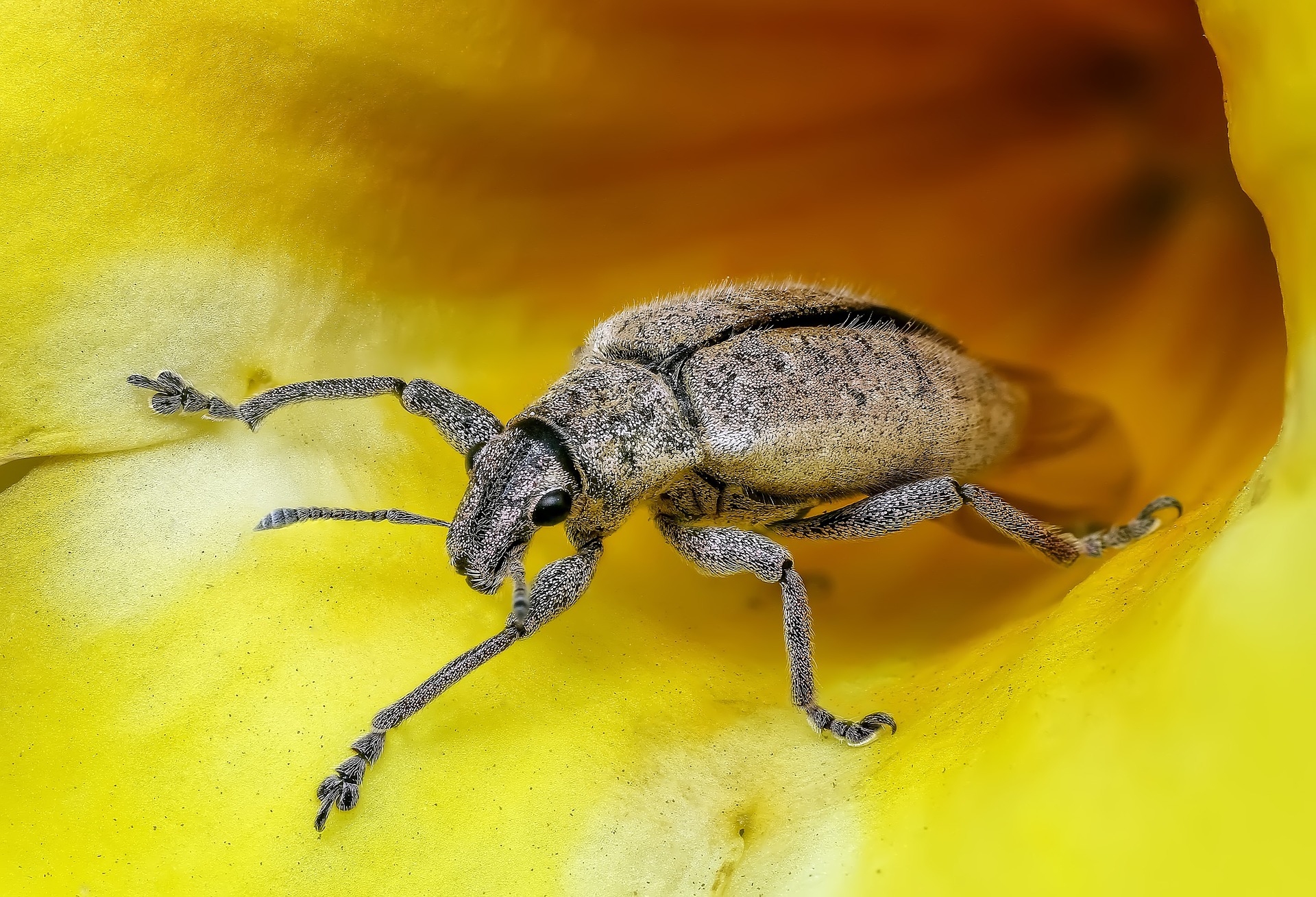 Coleoptera | Clasificación y características de los coleópteros